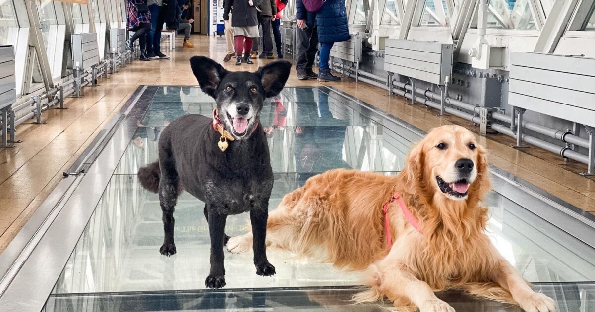 Tower Bridge, London's only major dog-friendly attraction - Tower Bridge